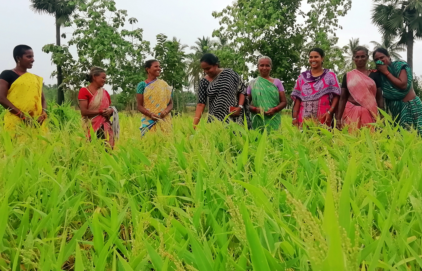 Indian Women Turn to Ancient Grains to Feed Their Families and Their ...