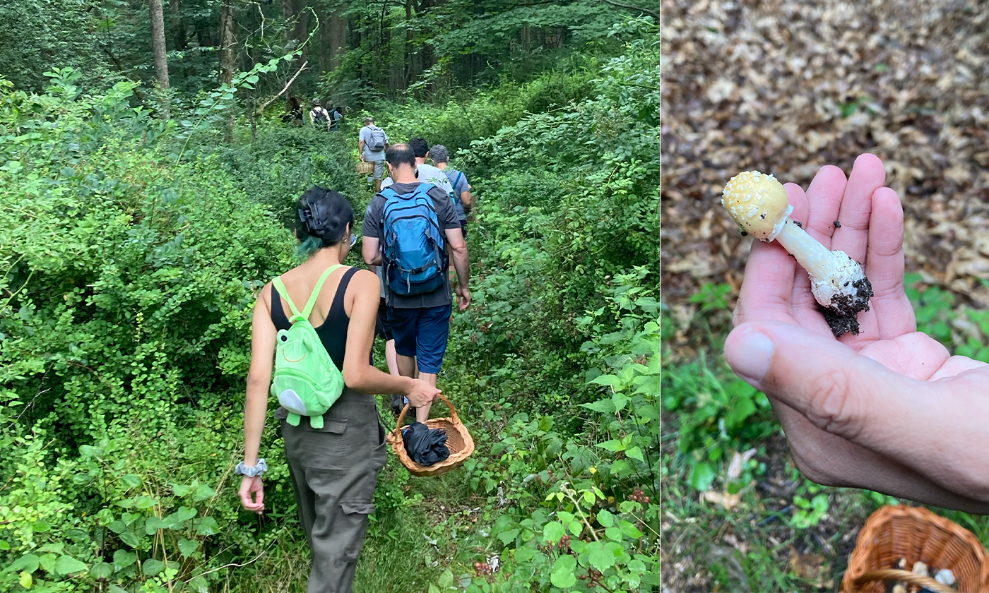 The Wisdom of Fungi Inspires Community Conservation - YES! Magazine ...