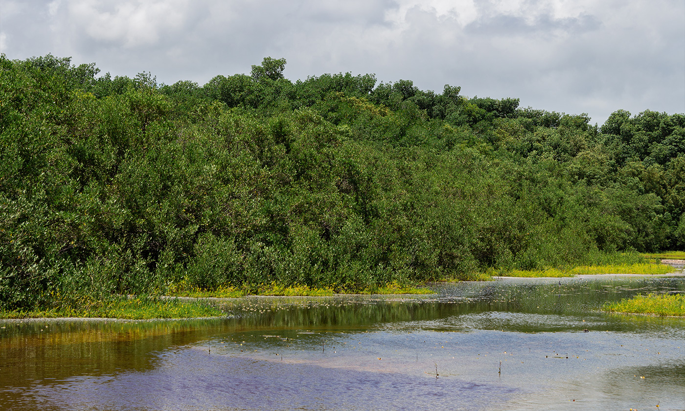 Jamaica’s Climate-Resilient Coastline - YES! Magazine Solutions Journalism