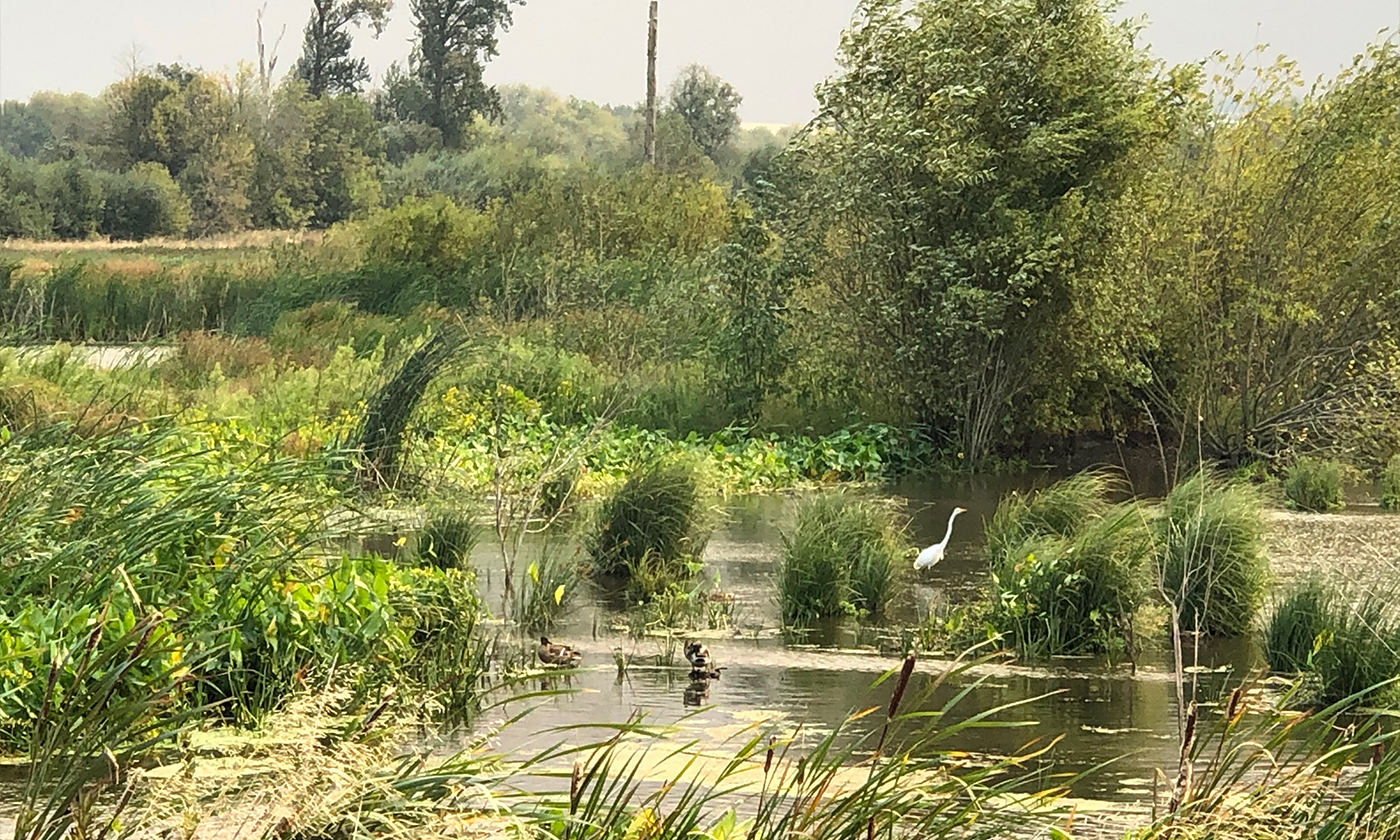 The Surprising Power of Wastewater Wetlands - YES! Magazine Solutions ...