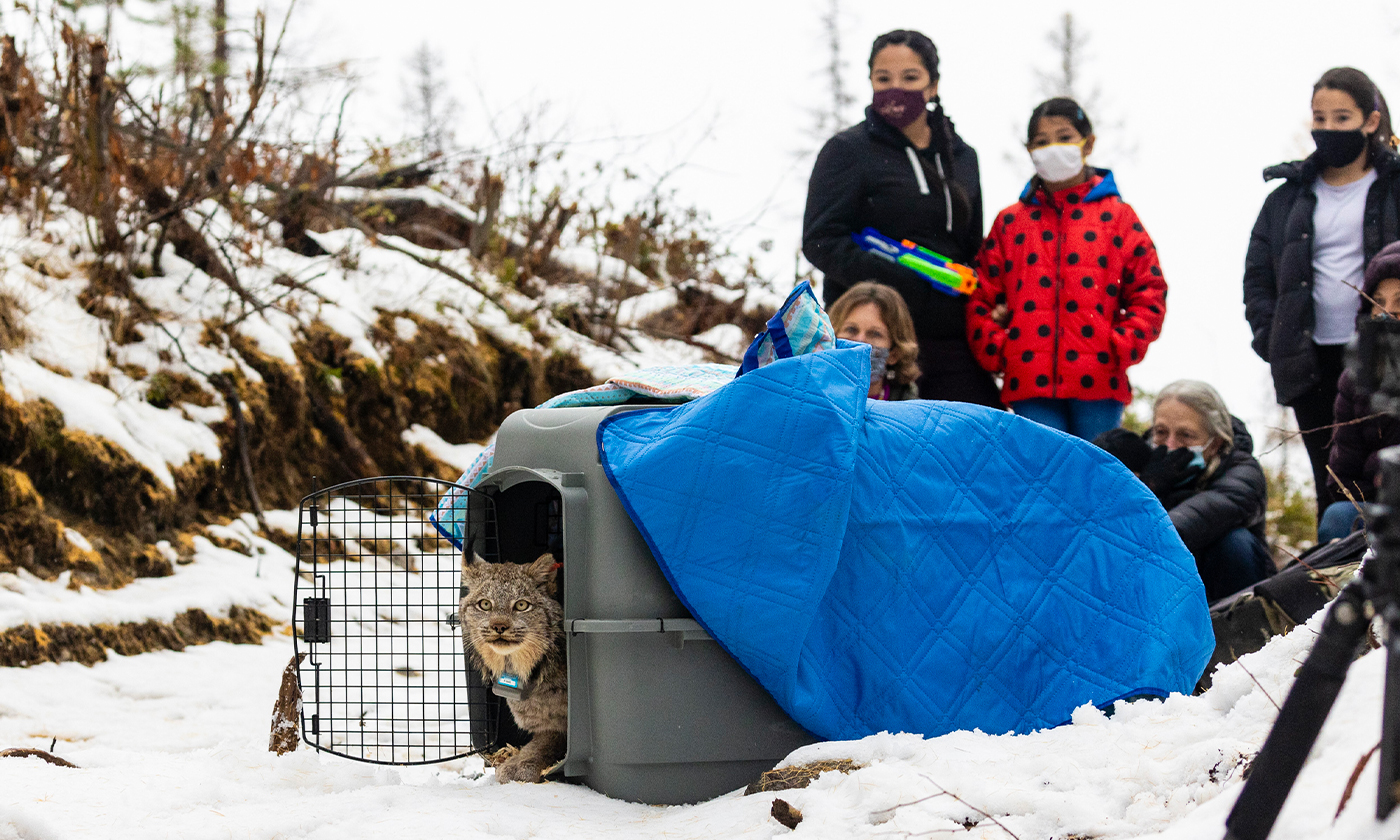 Welcoming Relatives Home: The Return of the Lynx - YES! Magazine ...