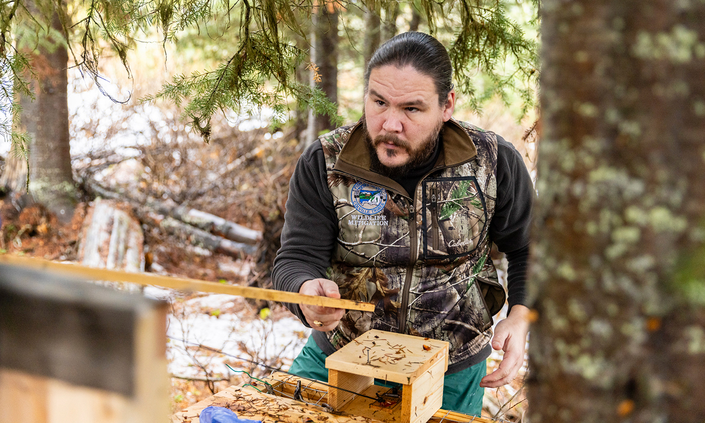 Welcoming Relatives Home: Bringing Back the Bighorn - YES! Magazine ...