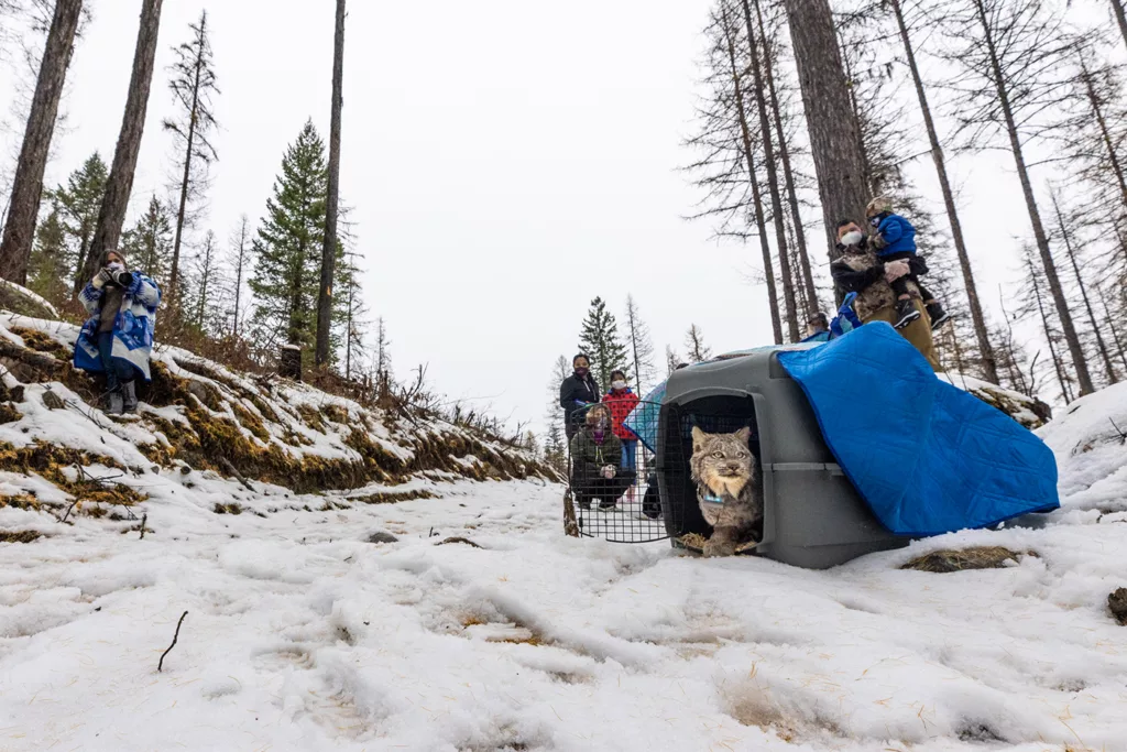 Welcoming Relatives Home: Bringing Back the Bighorn - resilience