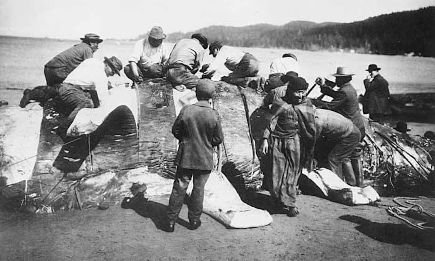 The Makah Tribe Resumes the Sacred Practice of Whaling