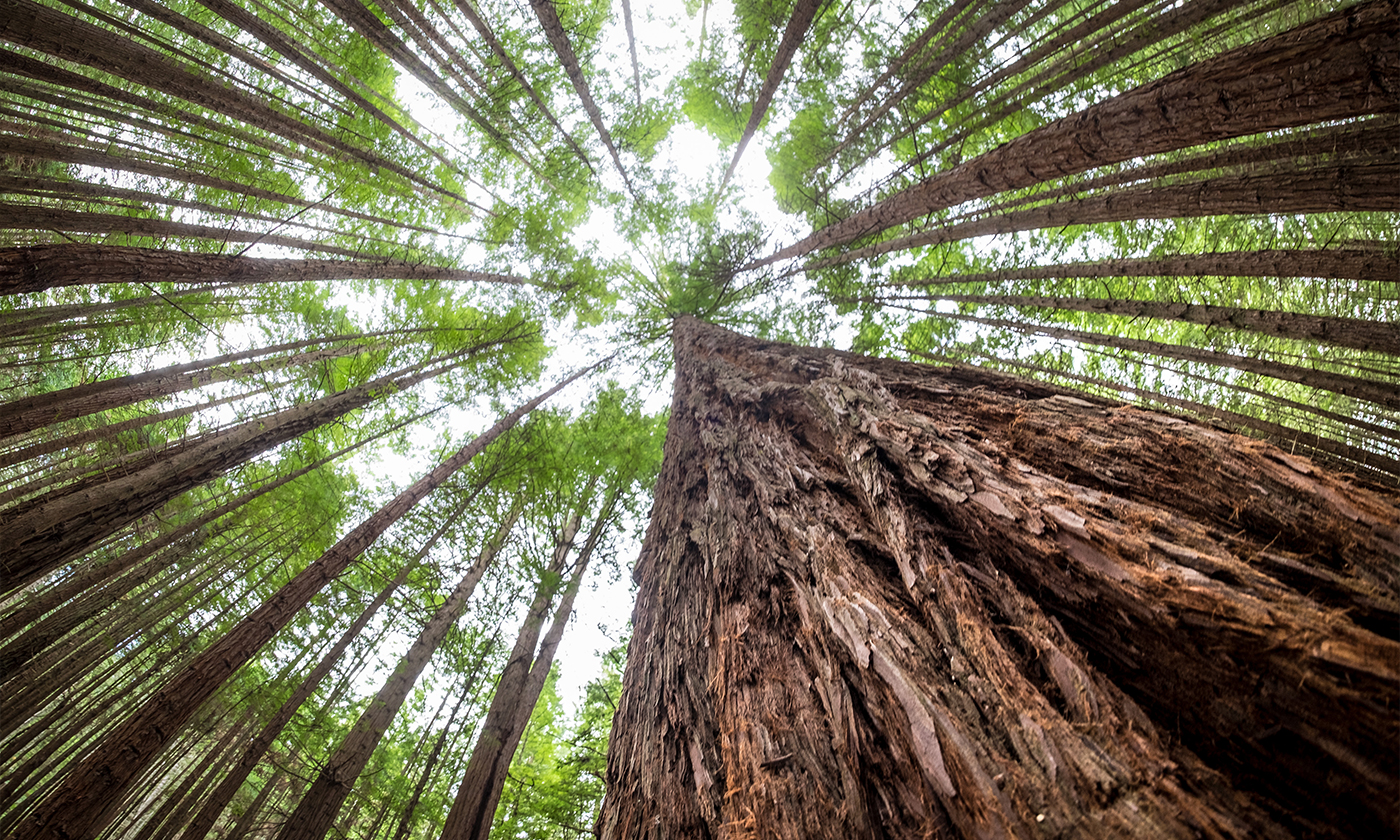 “The Trees Are Speaking” Explores the Need to Heal Forests